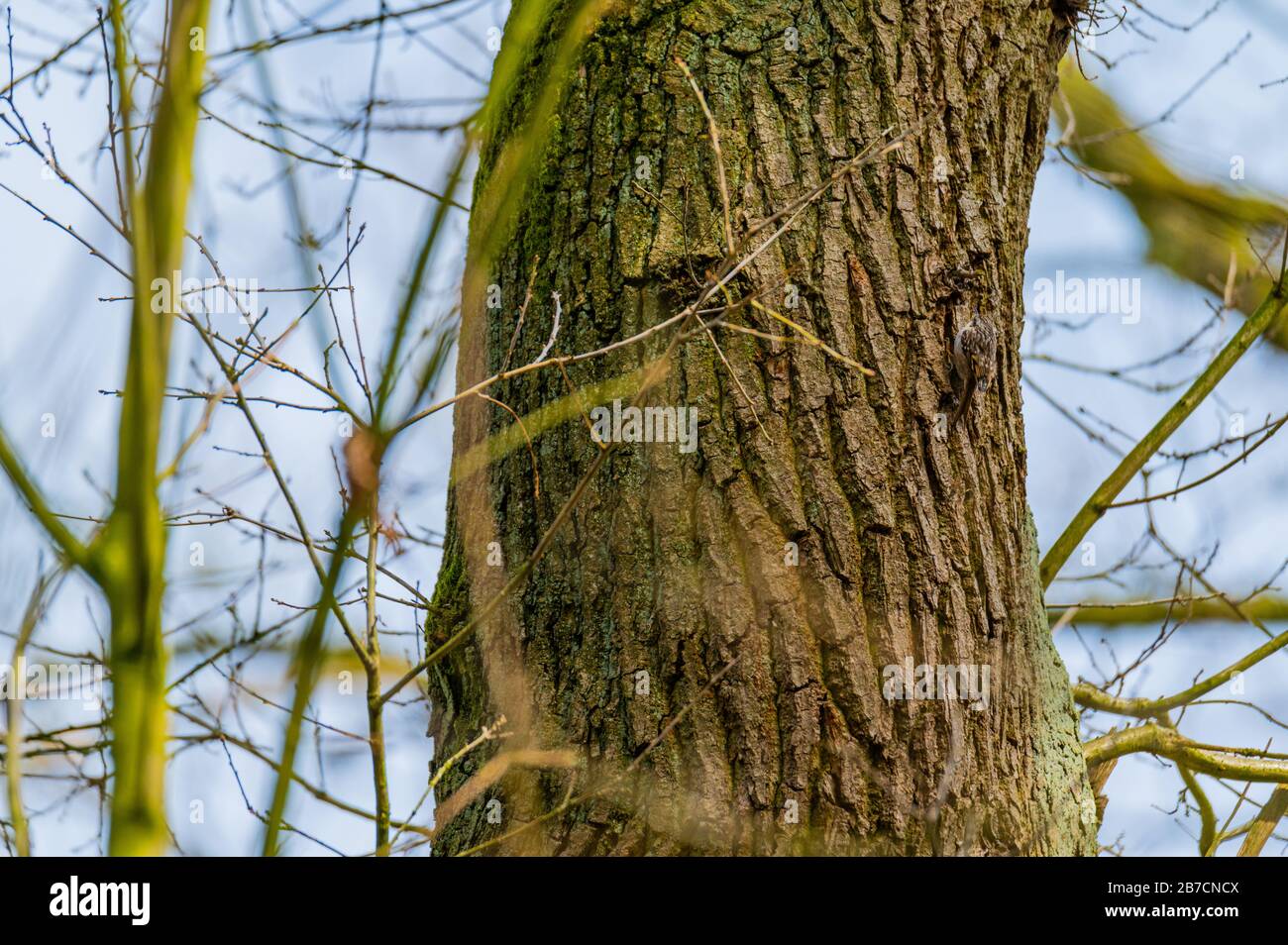 a garden tree runner is well camouflaged and is walking on a tree trunk ...