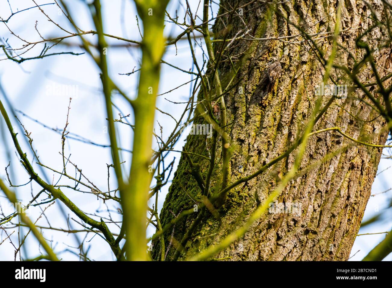 a garden tree runner is well camouflaged and is walking on a tree trunk ...