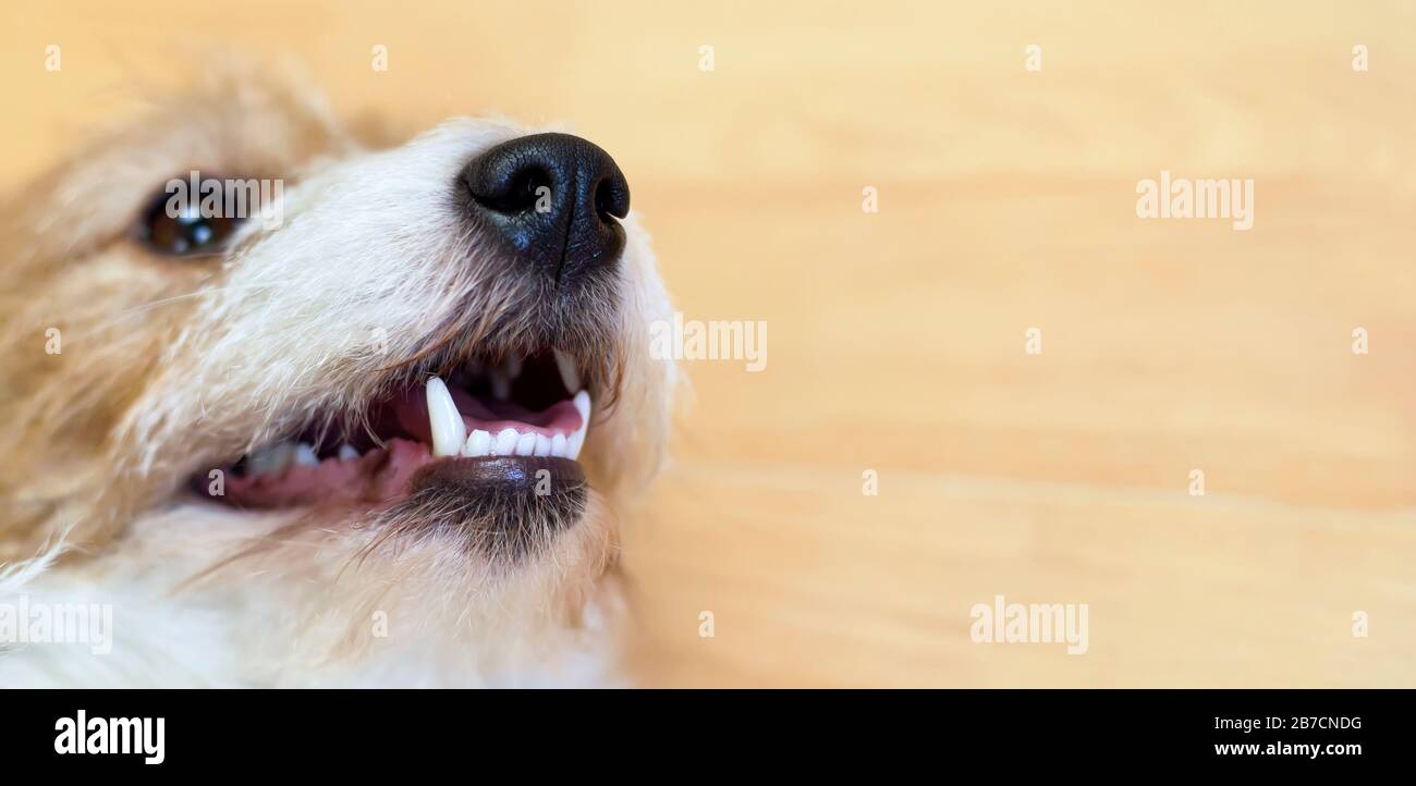 Closeup of a happy smiling laughing pet puppy dog as showing his teeth ...