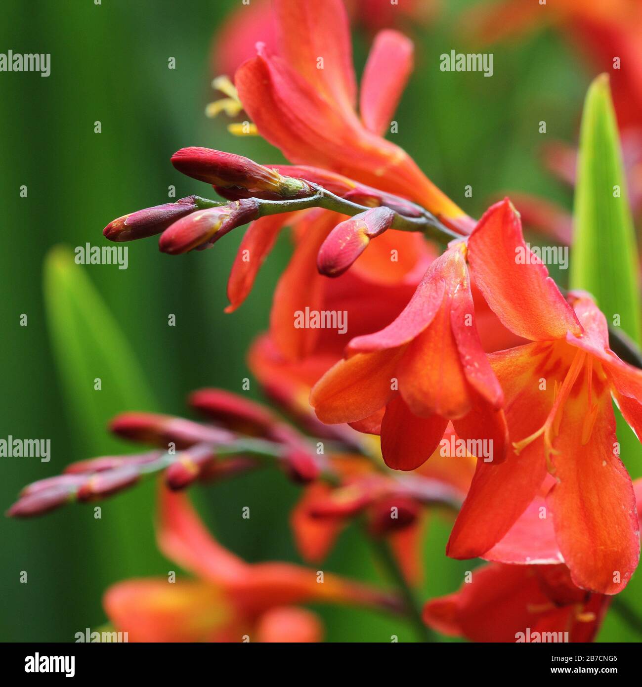Crocosmia plant park hi-res stock photography and images - Alamy