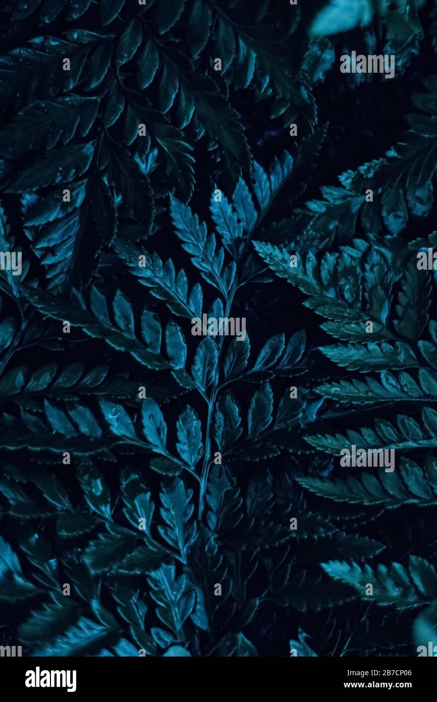 Blue plant leaves at night as surreal botanical background, minimal ...
