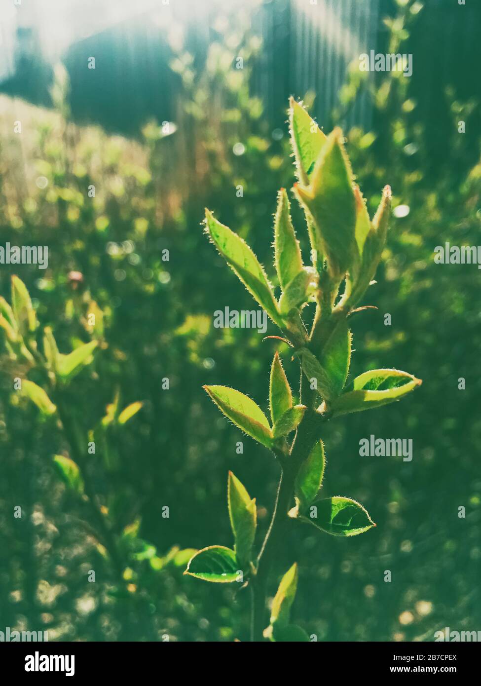 Green spring leaves in botanical garden on a sunny day, beautiful ...