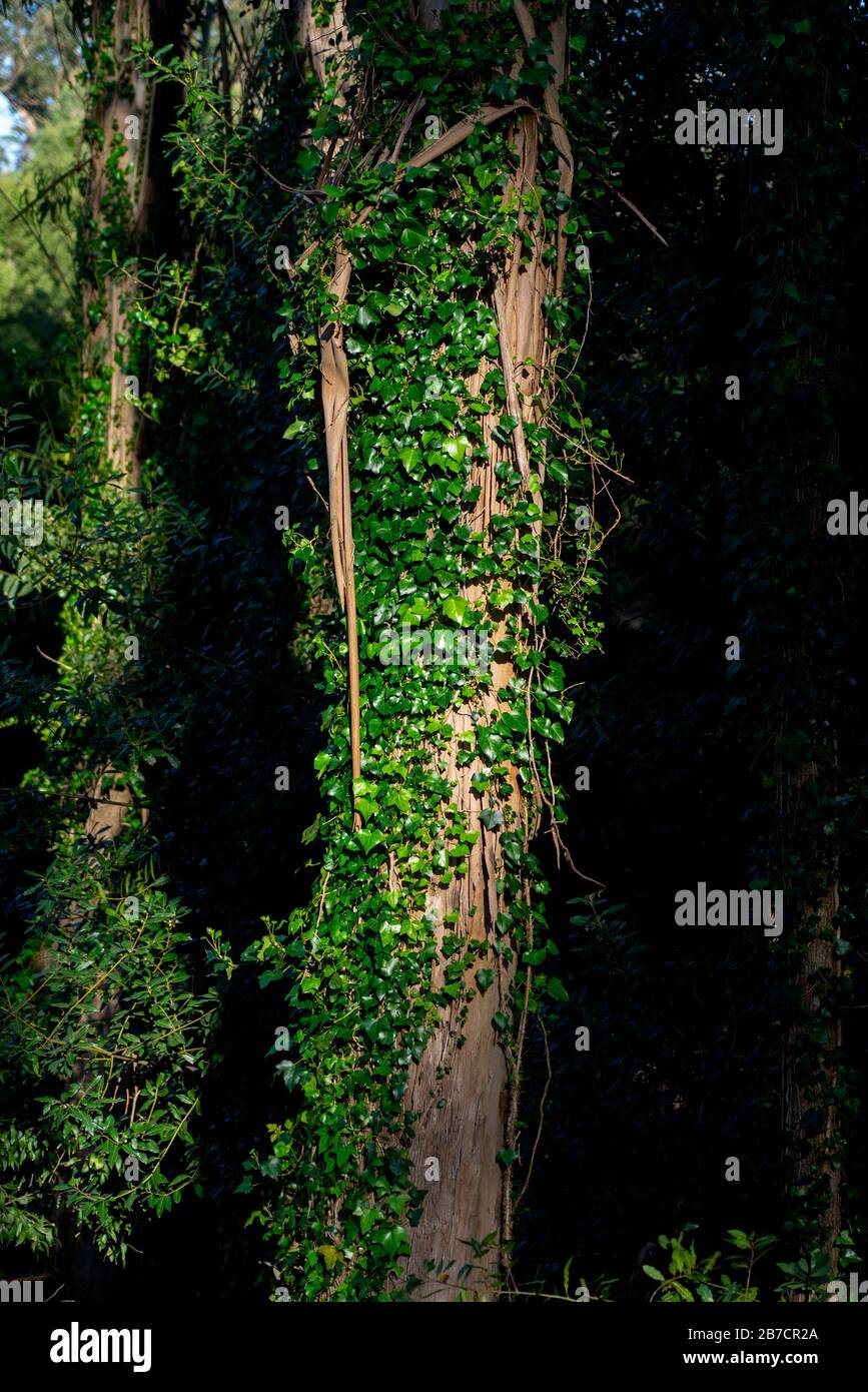Ivy tree hi-res stock photography and images - Alamy