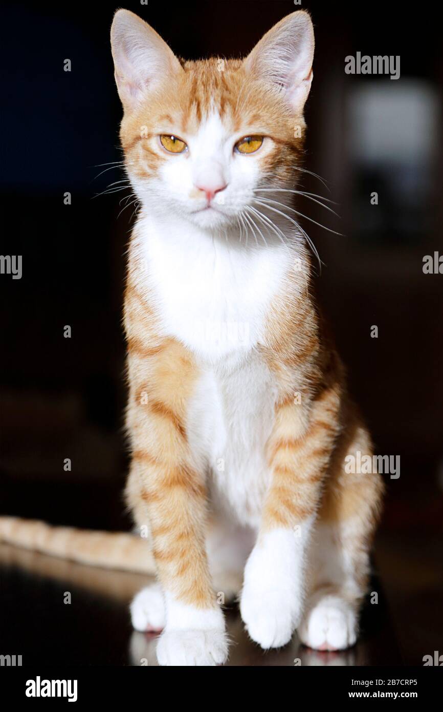 Portrait of a cute ginger cat sitting Stock Photo - Alamy
