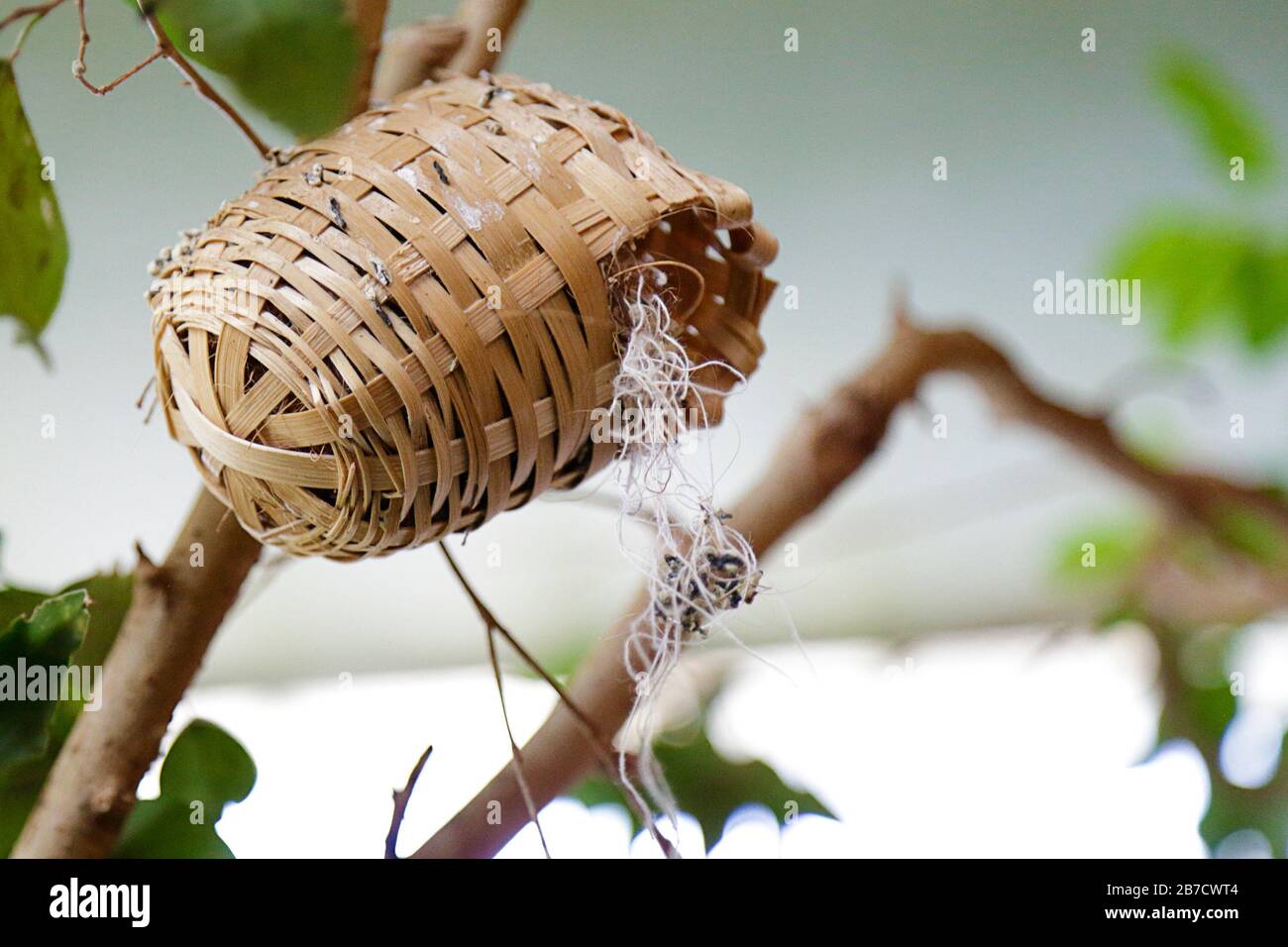 Straw bird nest hanging on a branch Stock Photo - Alamy