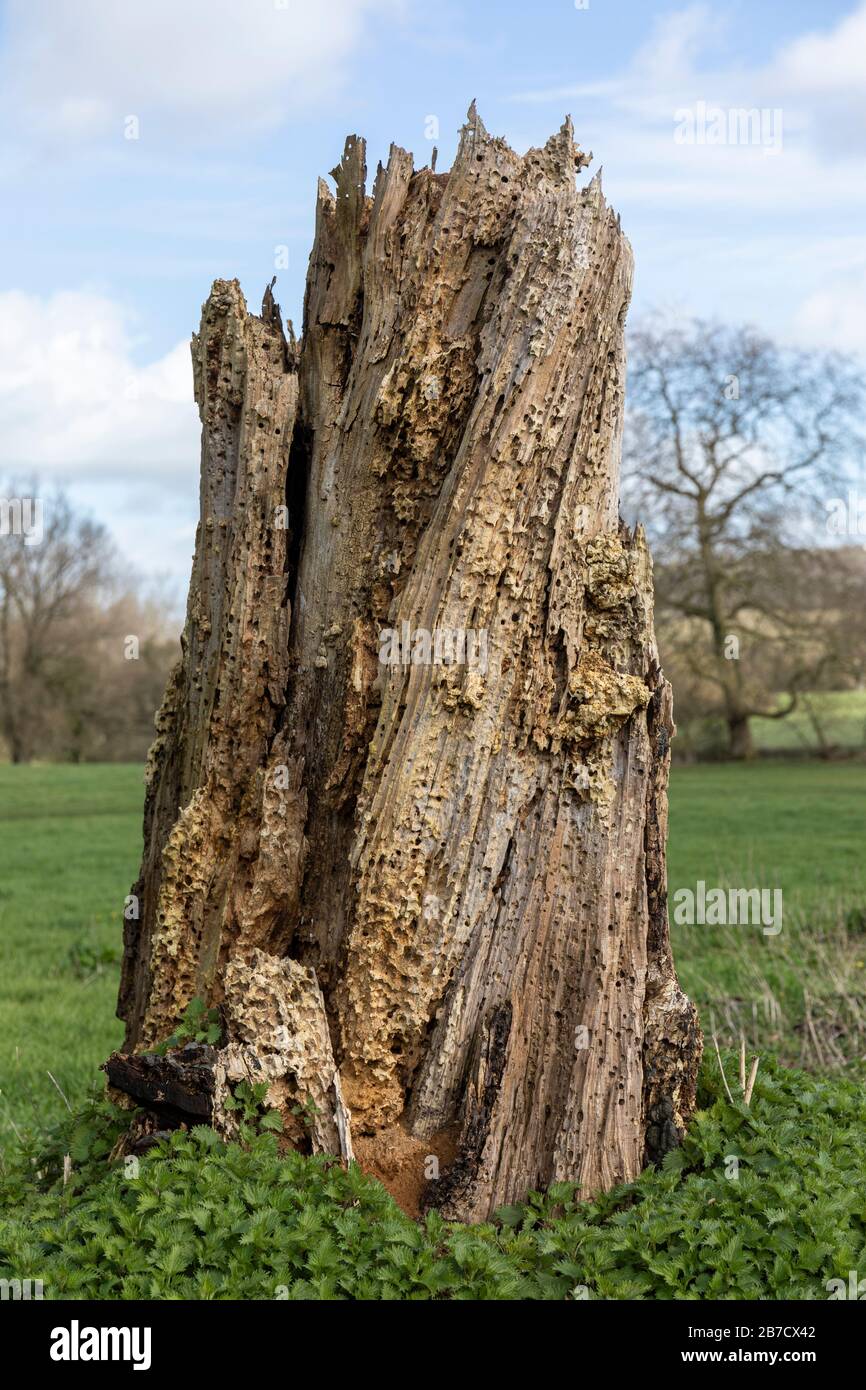 A dead tree trunk with woodworm in a field in Lacock, Wiltshire, UK ...