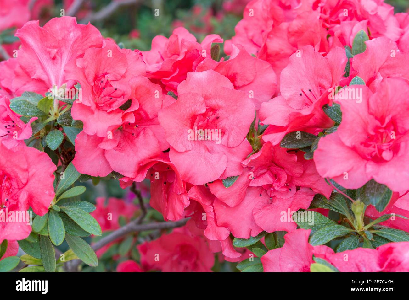 azalea blossom, red color. Flowering purple azaleas in the winter ...