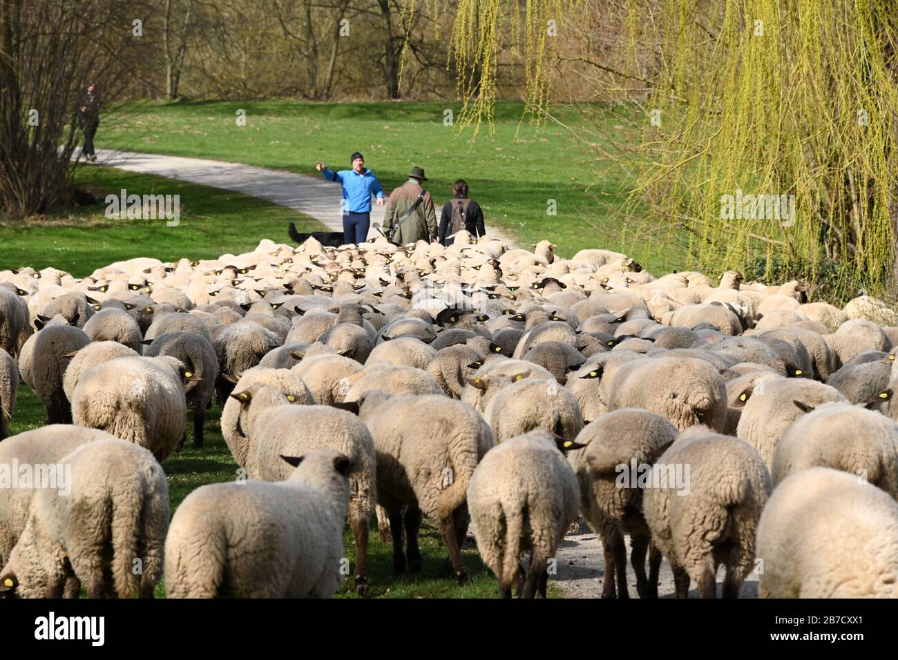 Kassel, Germany. 15th Mar, 2020. A flock of sheep roams through the ...