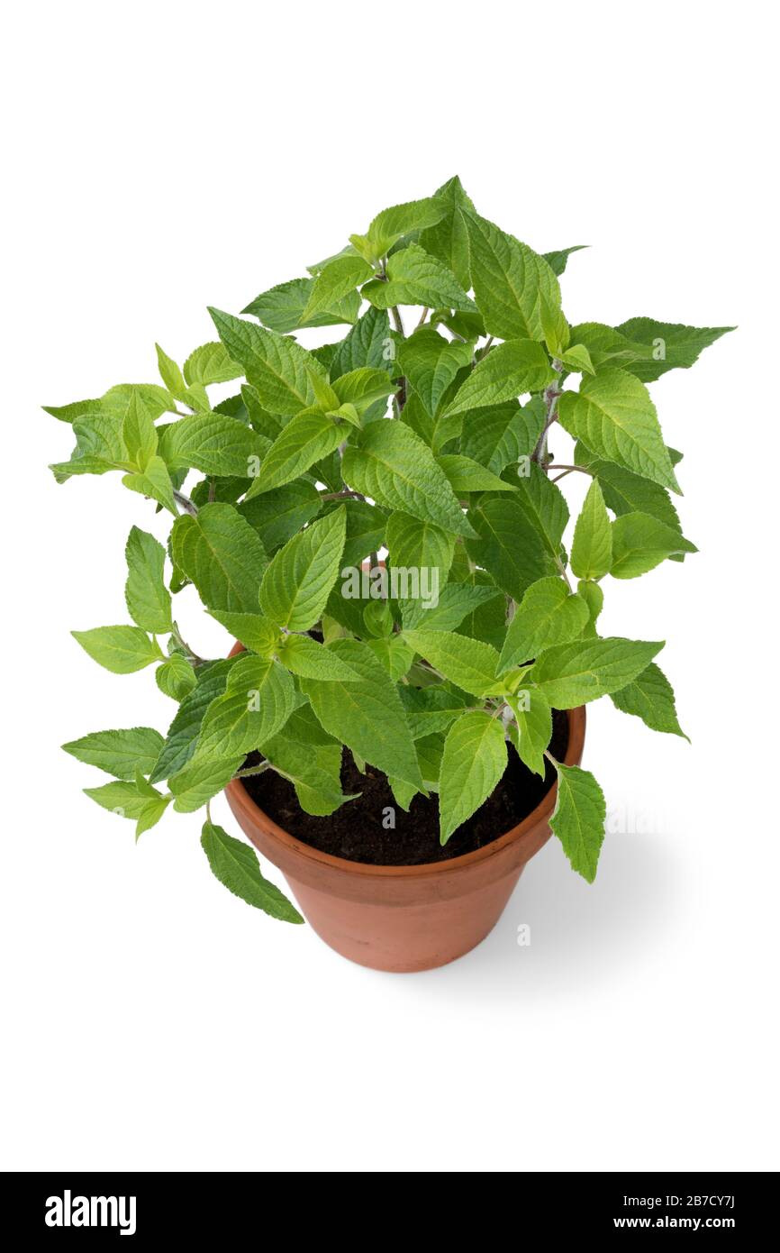 Pineapple plant pot hi-res stock photography and images - Alamy