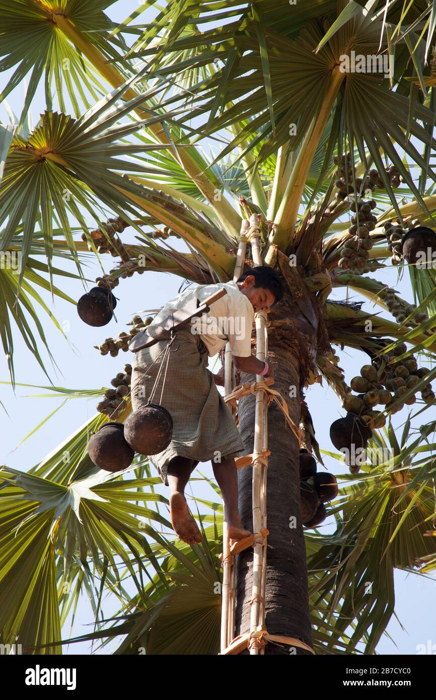 Coconut work hi-res stock photography and images - Alamy