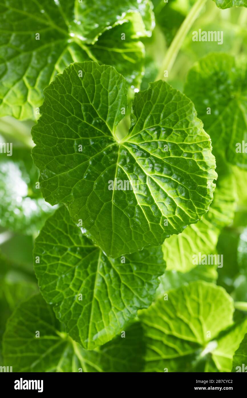Wasabi plant hi-res stock photography and images - Alamy