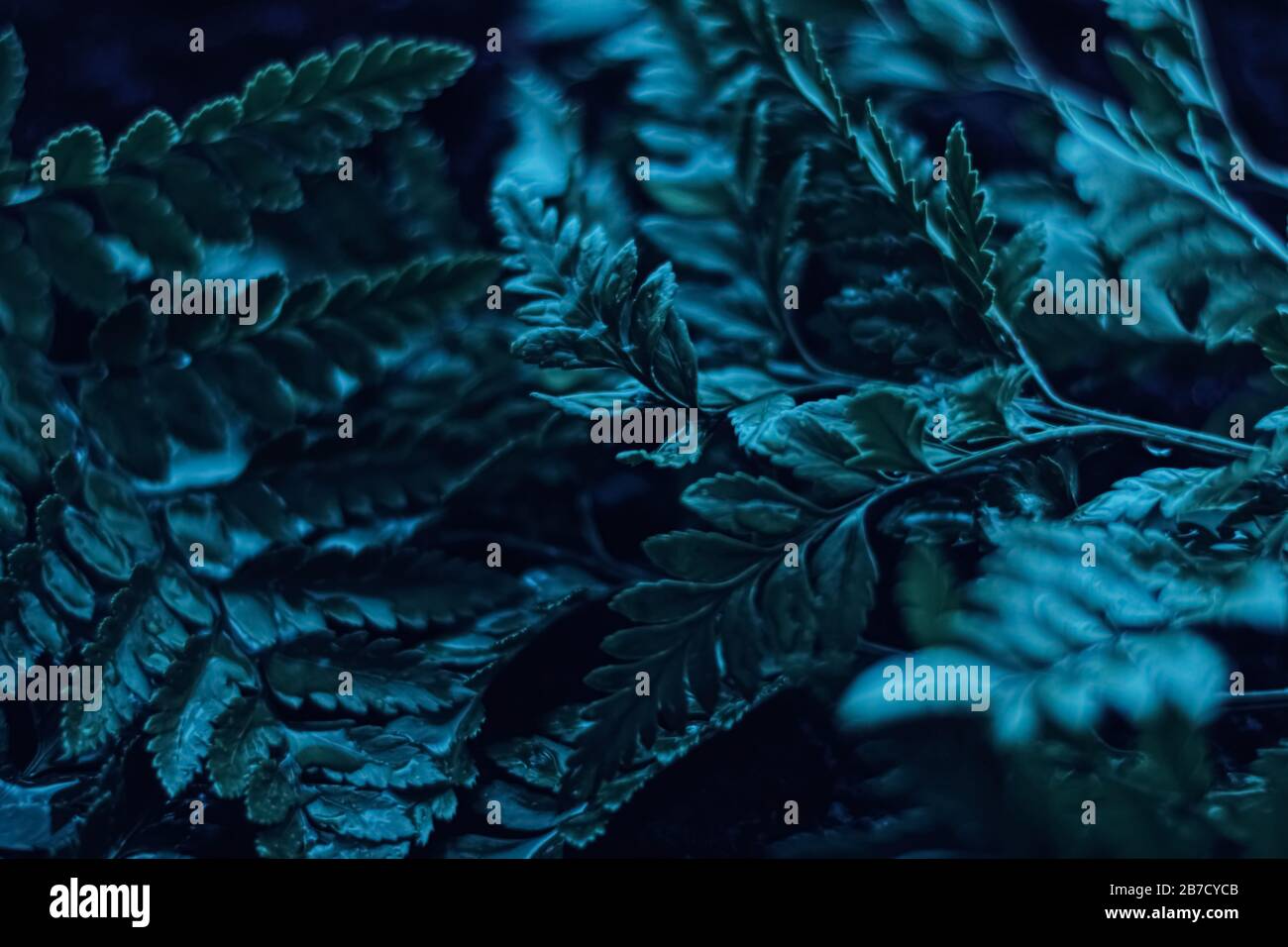 Blue plant leaves at night as surreal botanical background, minimal ...