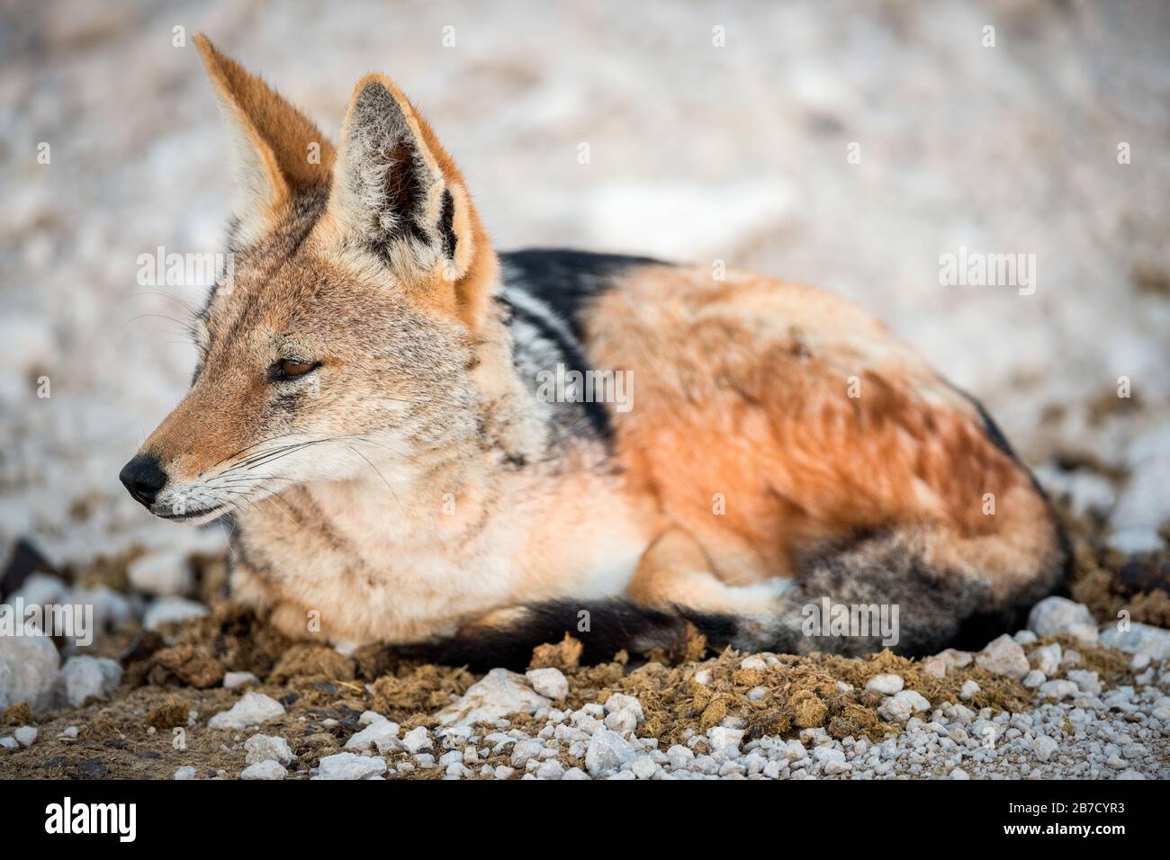A jackal lying on a pile of elephant dung in the Etosha National Park ...