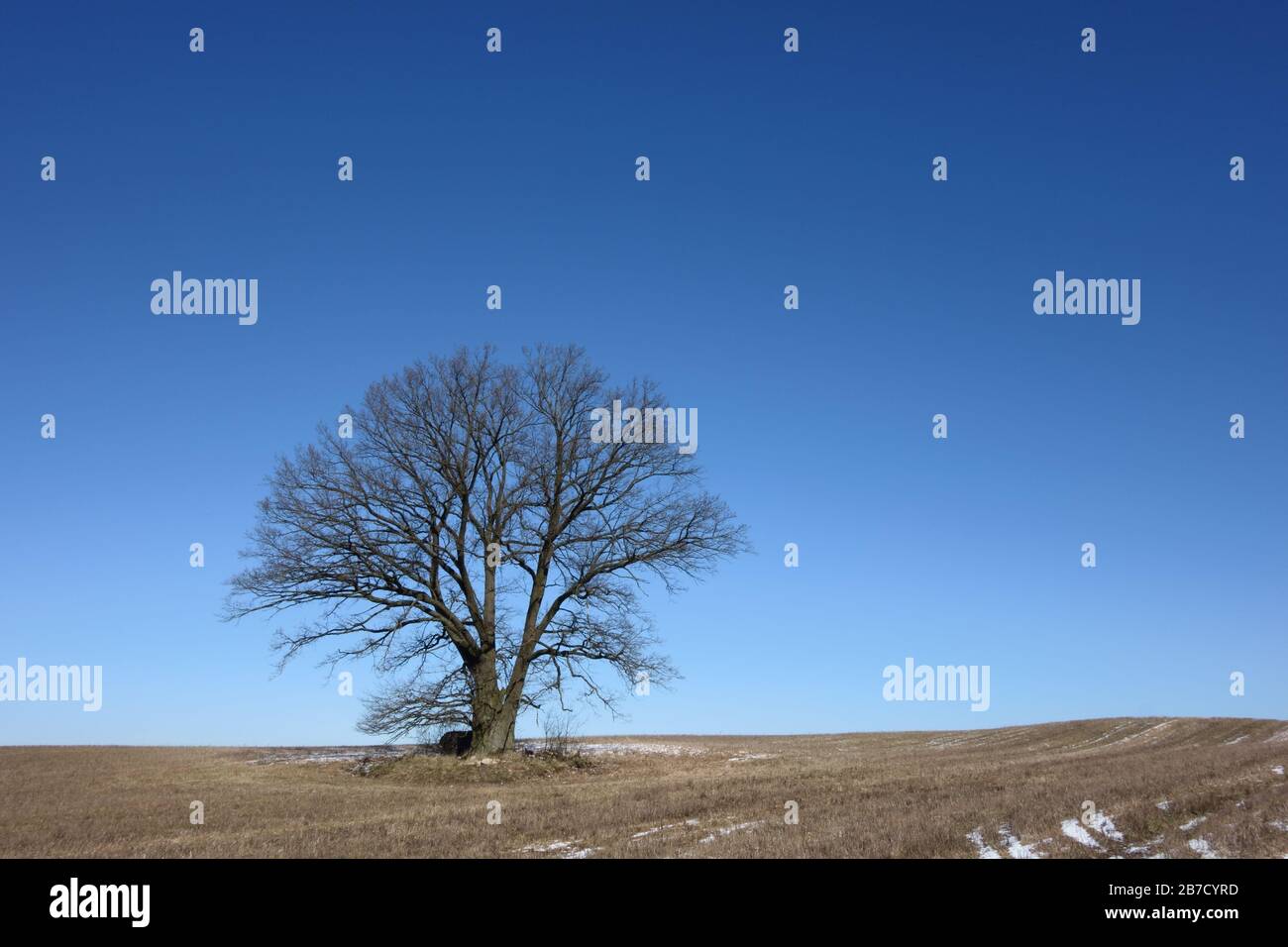 Empty field with a single bare tree agains clear blue skies Stock Photo ...
