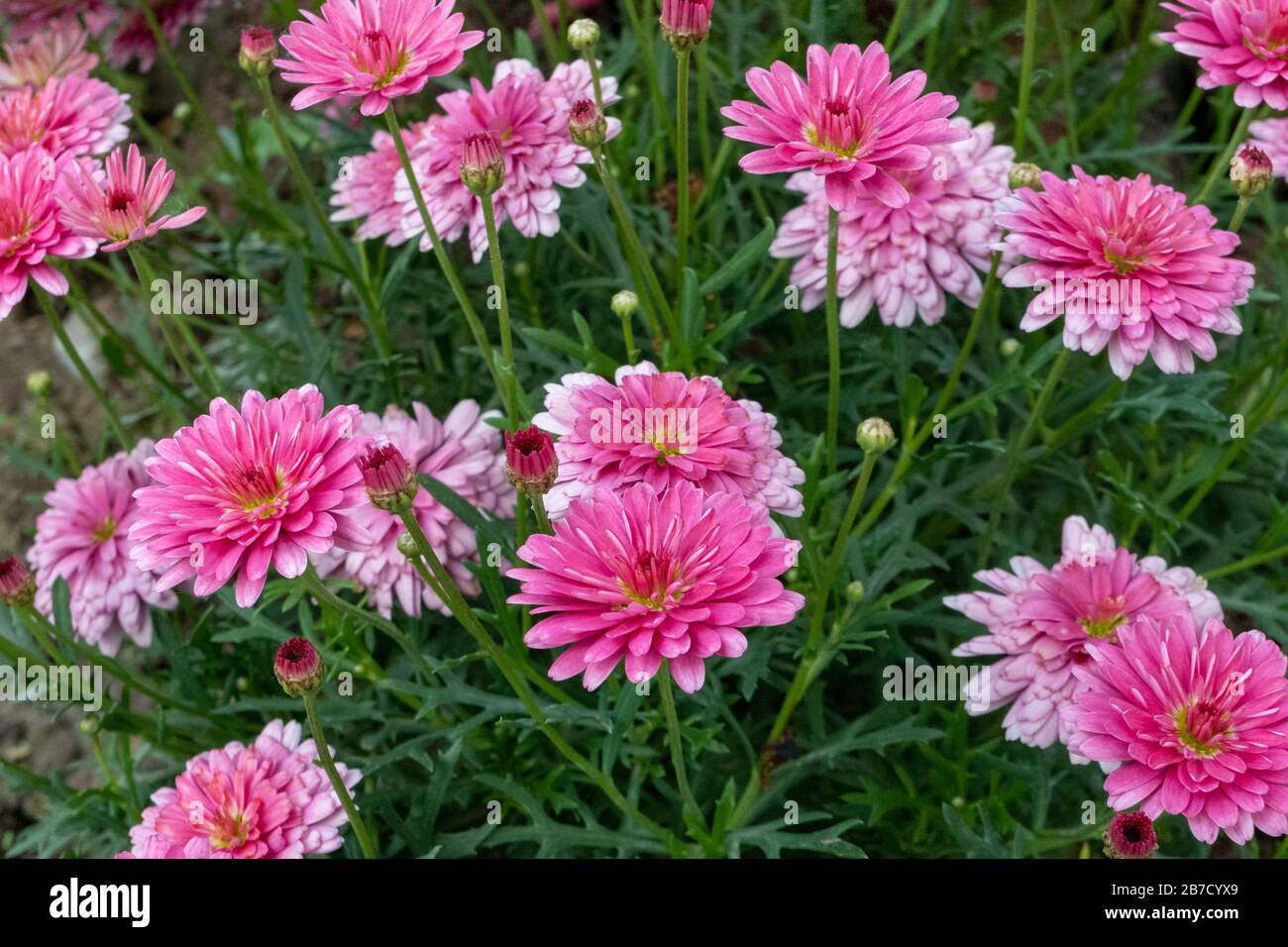 Beautiful pink flower with a green background in Germany during spring ...