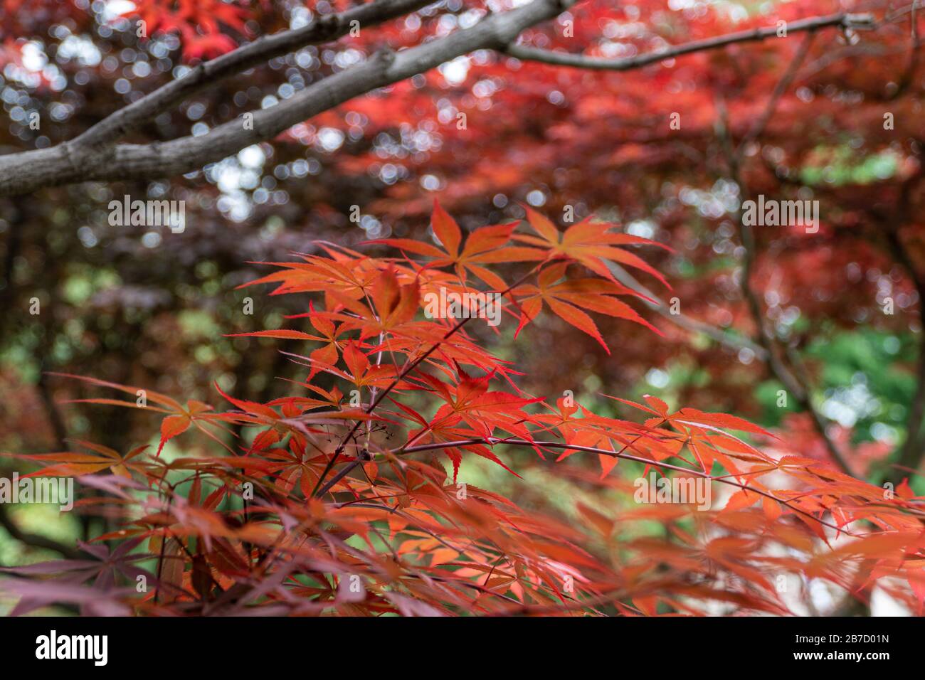 Red Marple trees in front of a green background during spring time in ...