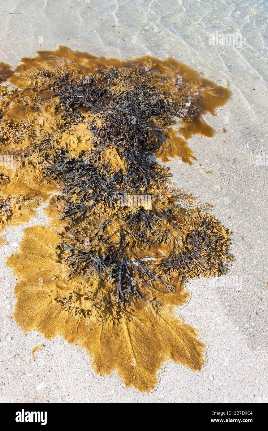 Bladderwrack on sandy beach hi-res stock photography and images - Alamy
