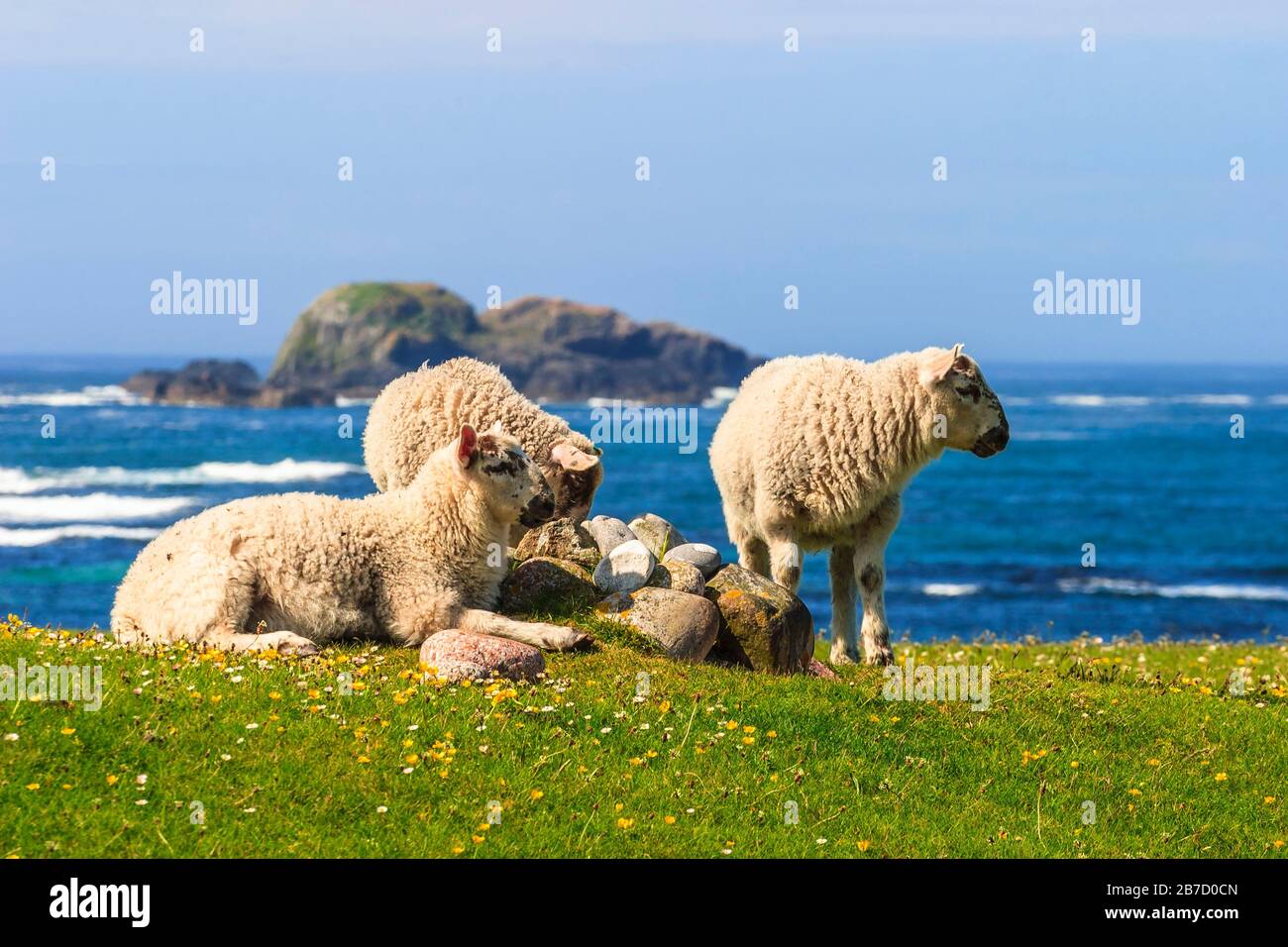 Sheep on a meadow by the sea Stock Photo - Alamy