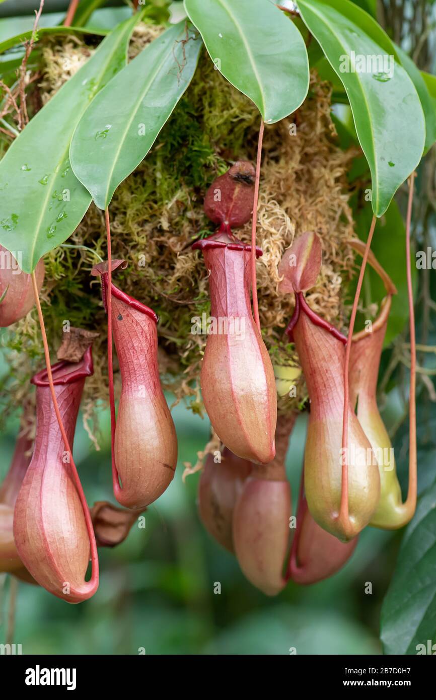 Internal chambers used by carnivorous plants to trap and consume ...