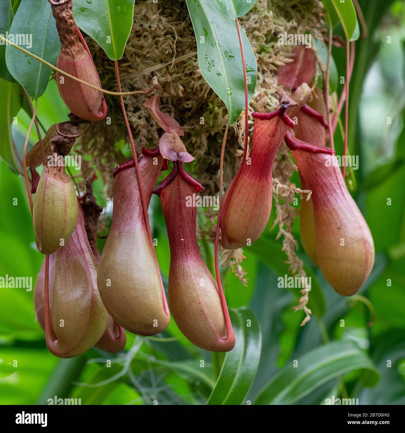 Internal chambers used by carnivorous plants to trap and consume ...