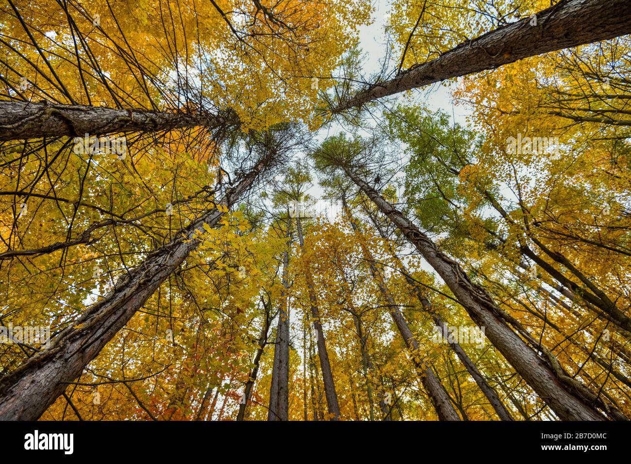 Under deciduous autumn treetop hi-res stock photography and images - Alamy