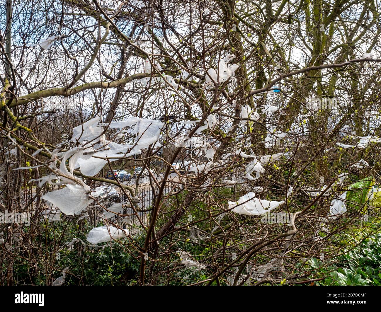 Plastic waste cught in a tree outside a Tesco supermarket in north ...