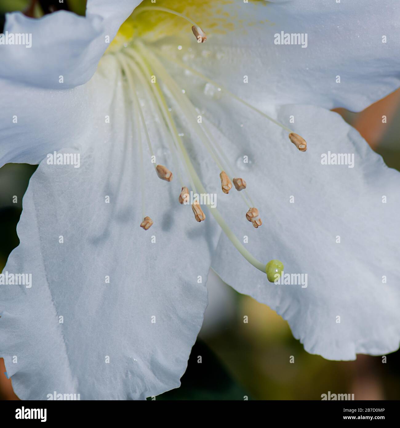 Pistel hi-res stock photography and images - Alamy