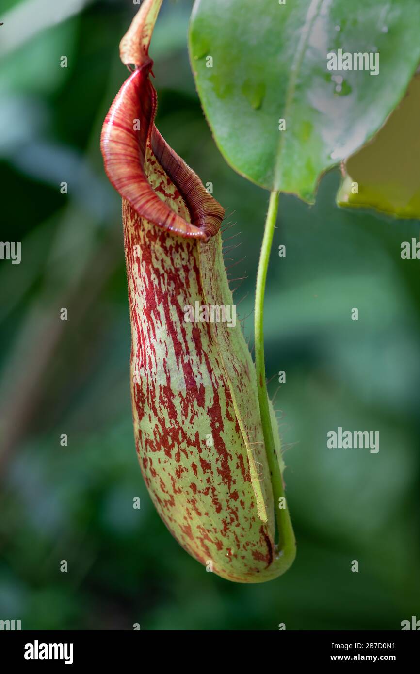 Internal chamber used by carnivorous plant to trap and consume insects ...