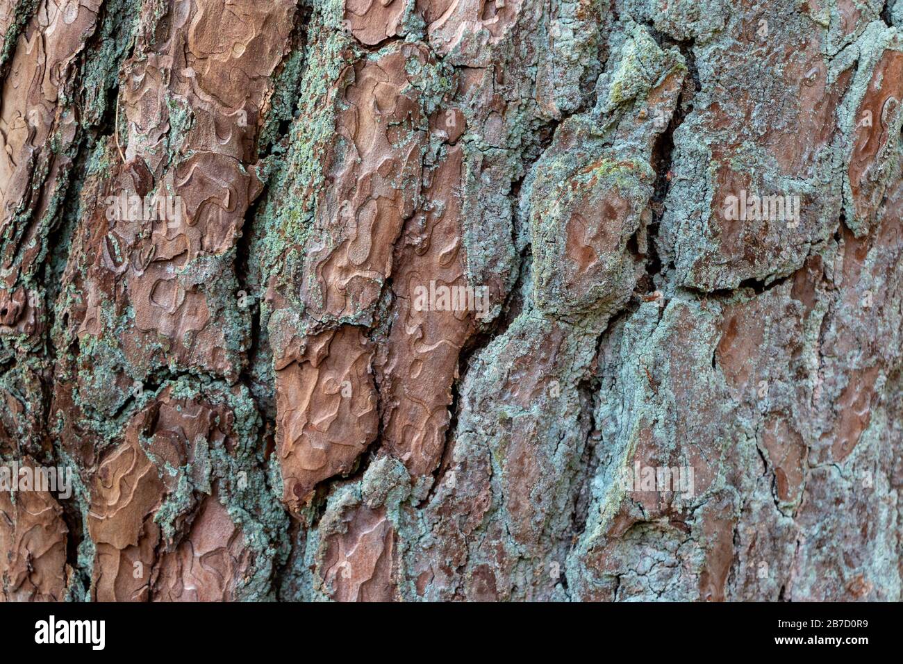 pattern of coarse tree bark with green blue and brown colors, beautiful ...