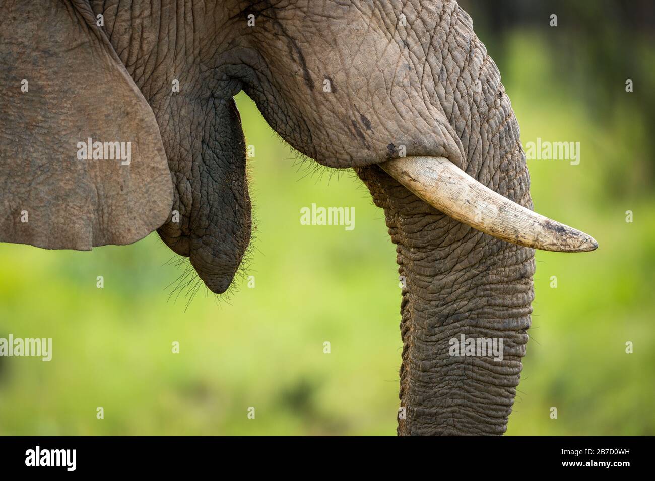 African Elephants Face
