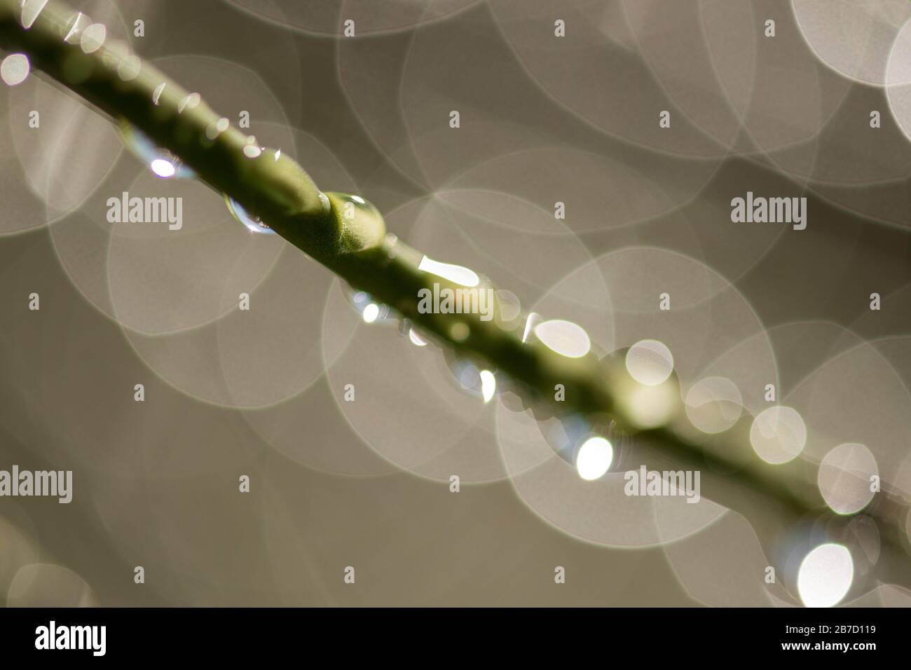 An abstract nature scene of wet grass photographed at sunrise in the ...