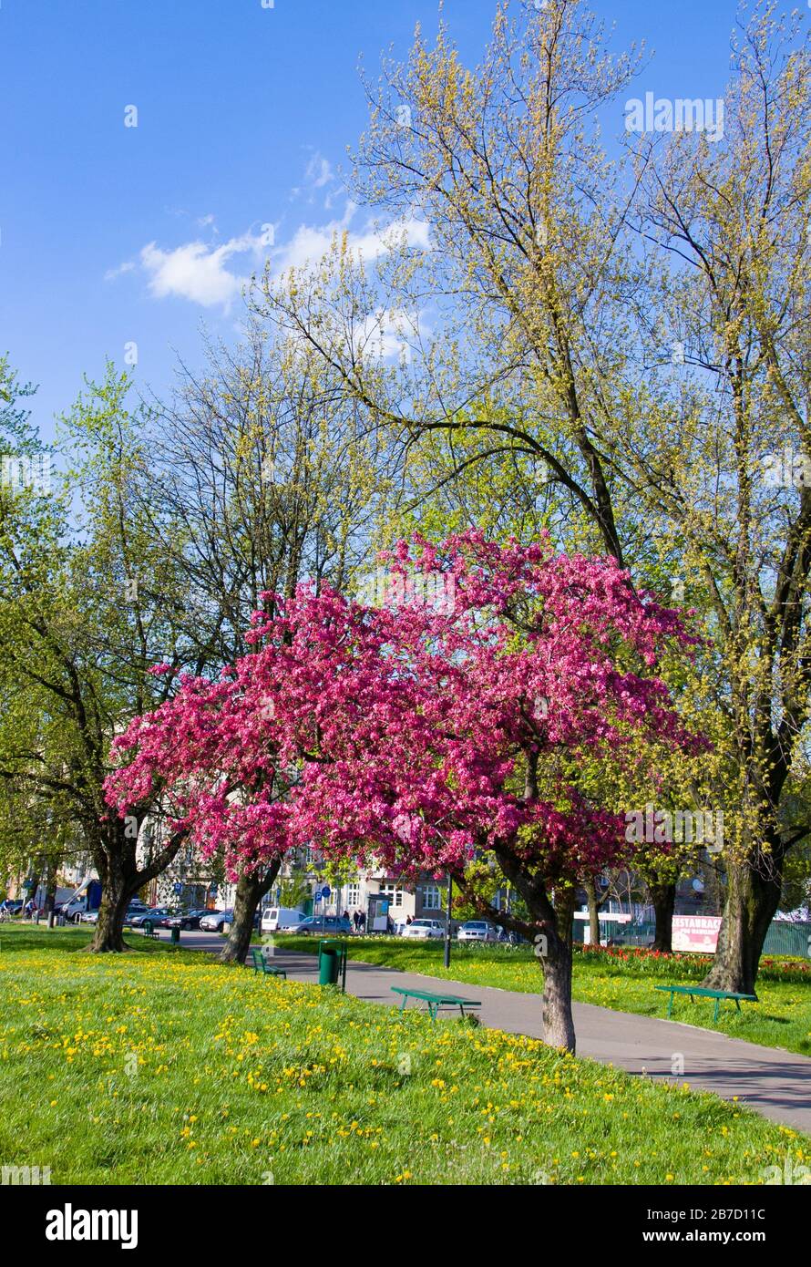 Spring in cracow hi-res stock photography and images - Alamy