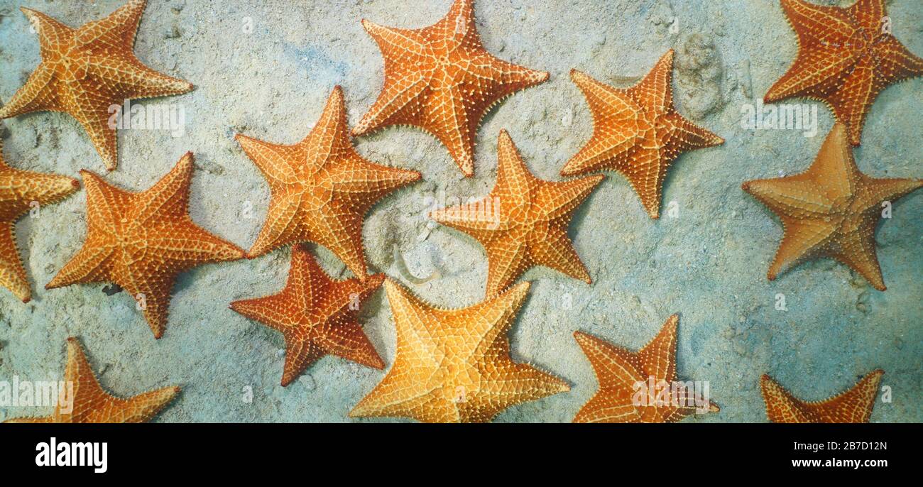 Starfish bottom hi-res stock photography and images - Alamy