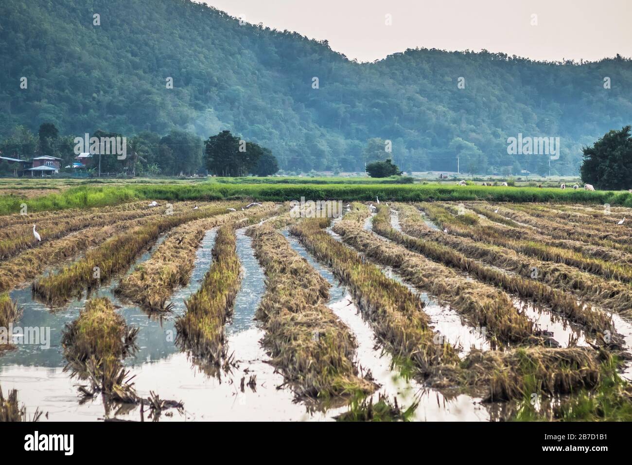 Row Rice Field Mountain Background with white bird. Mountain on ...