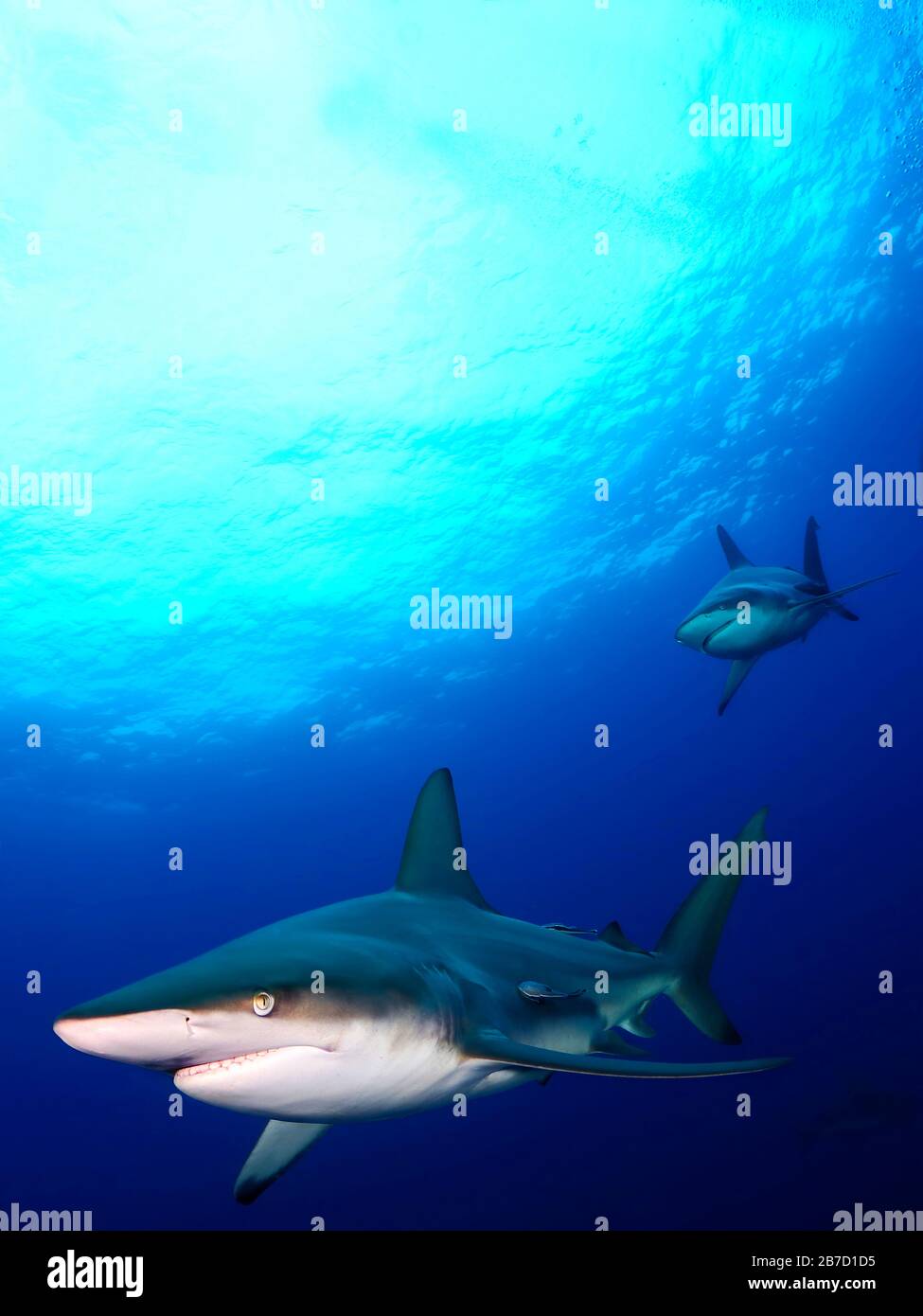 Deep water shark hi-res stock photography and images - Alamy