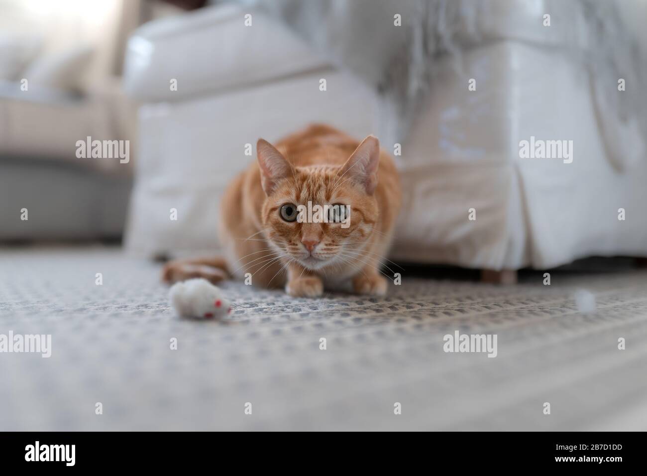 tabby cat with green eyes and dilated pupils, crouches in attack ...