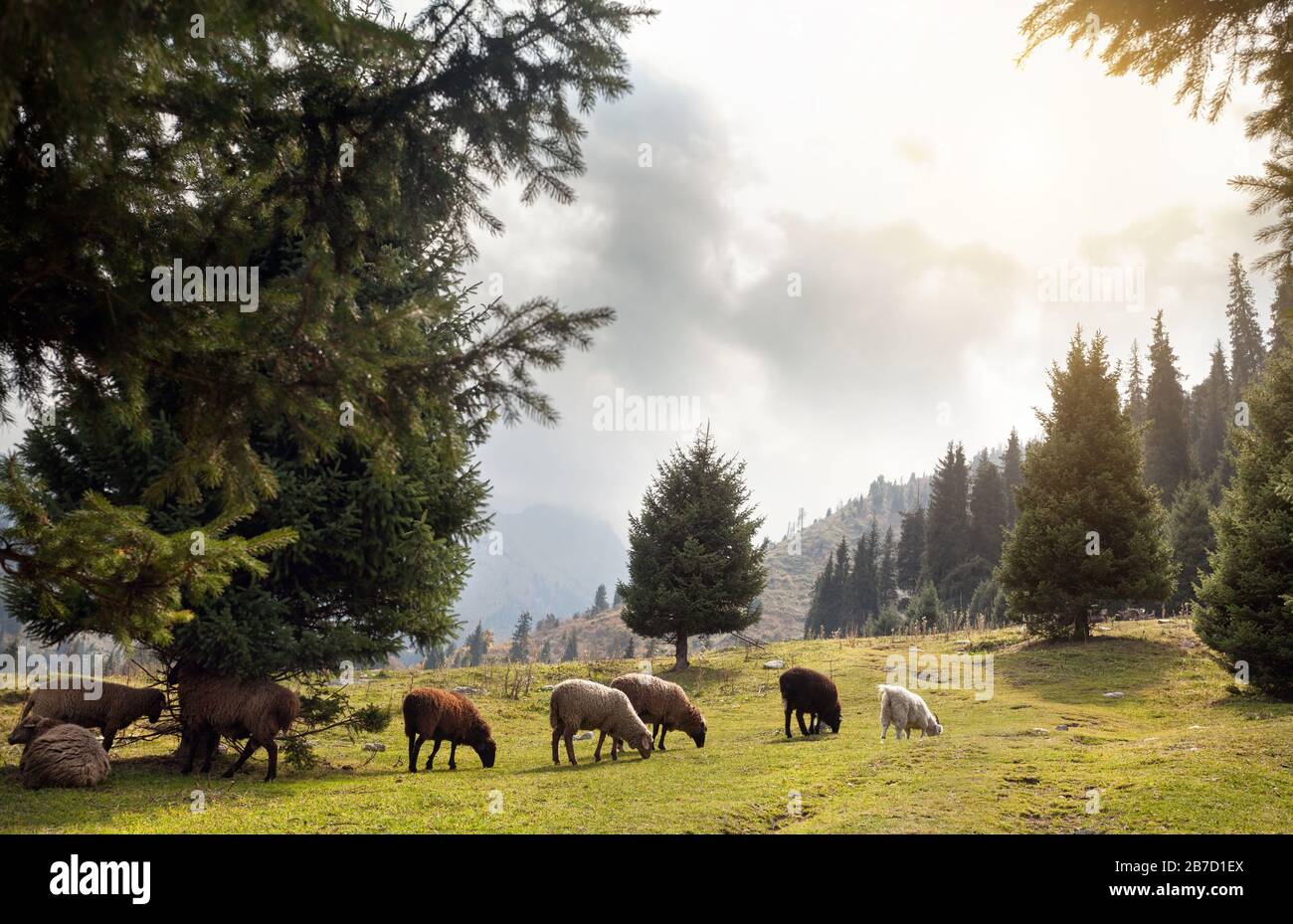 Green pasture with a flock of sheep hi-res stock photography and images ...