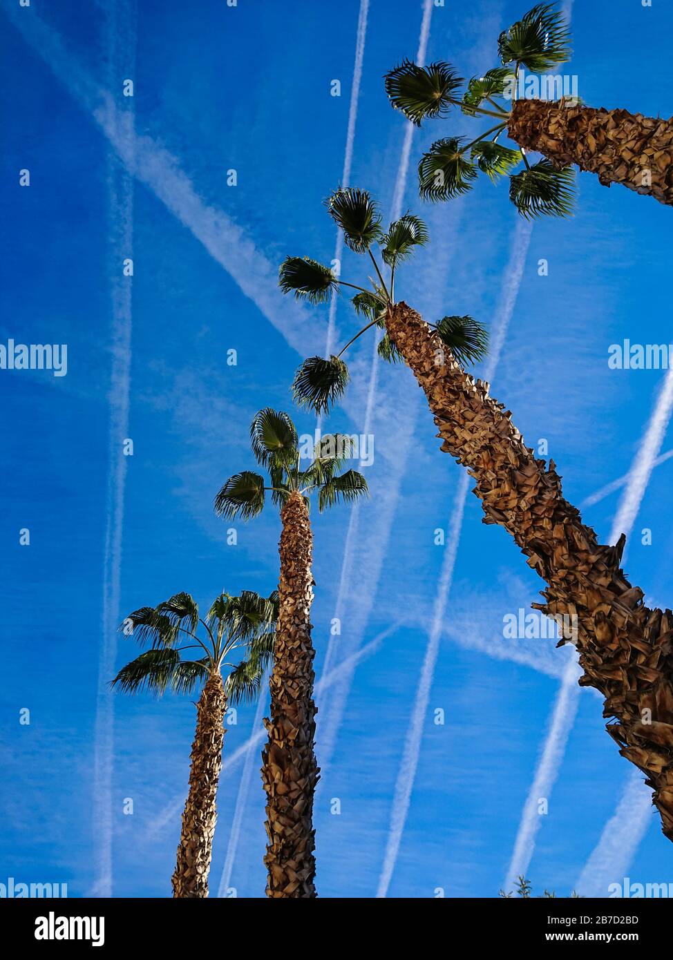 Plane in sky palm trees hi-res stock photography and images - Alamy