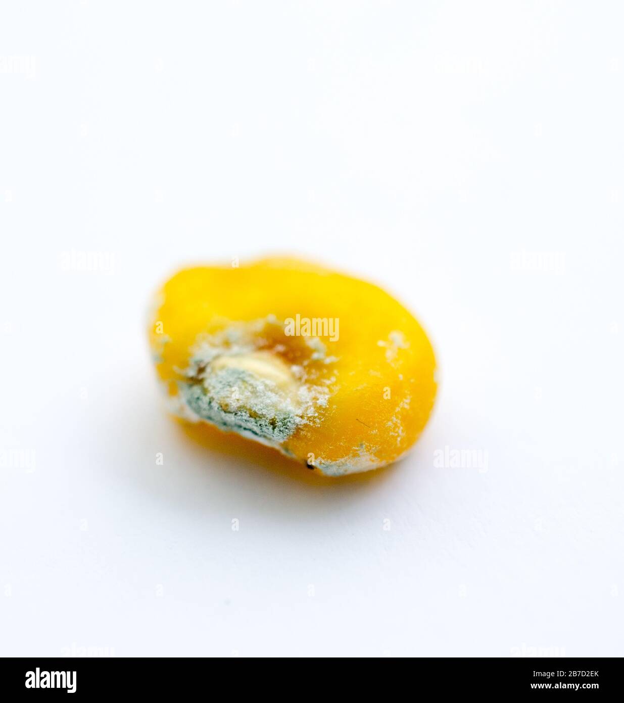 fungi decay on a corn seeds close up shot, shallow dof image Stock ...