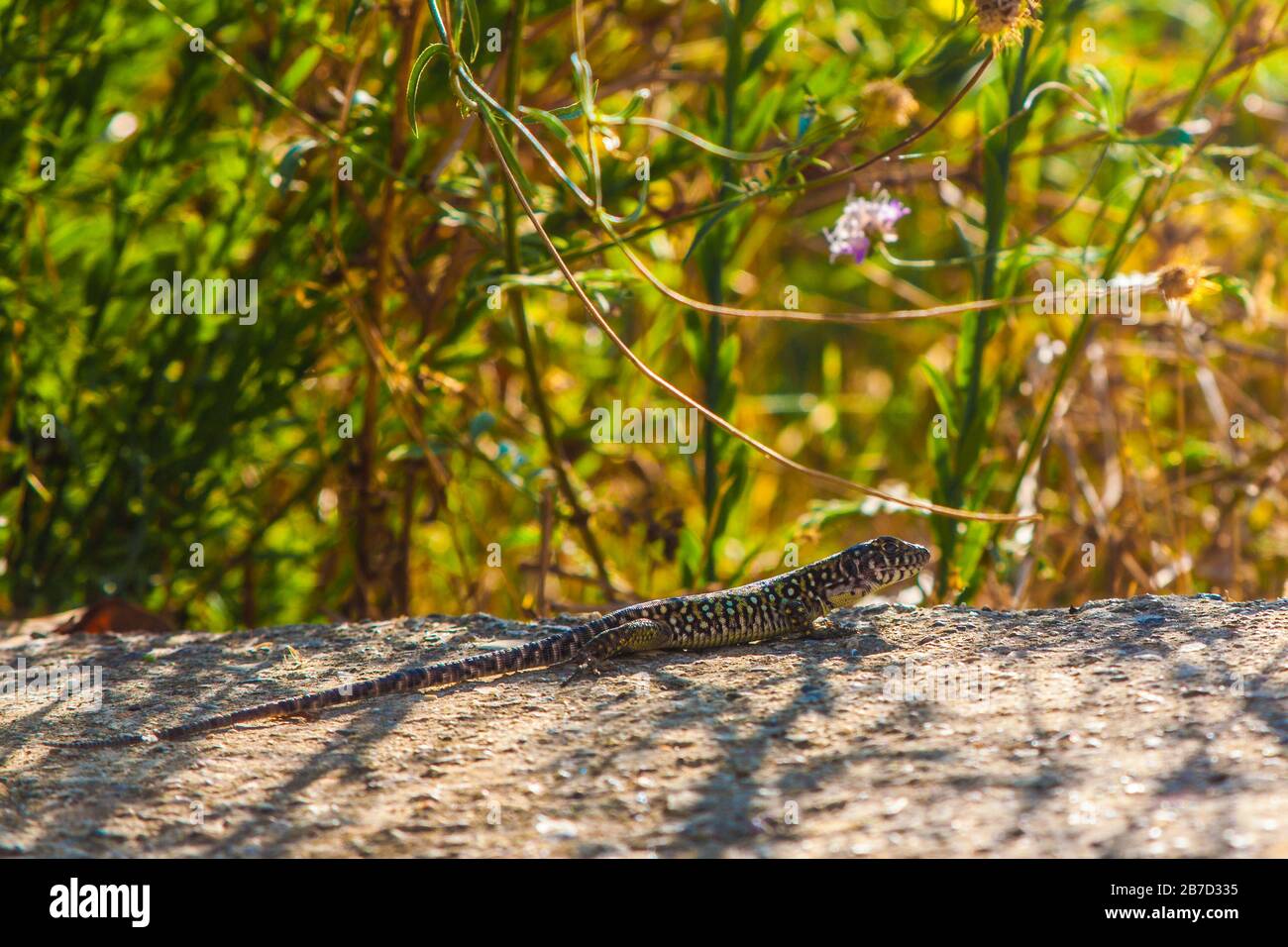Ocellated lizard spain hi-res stock photography and images - Alamy