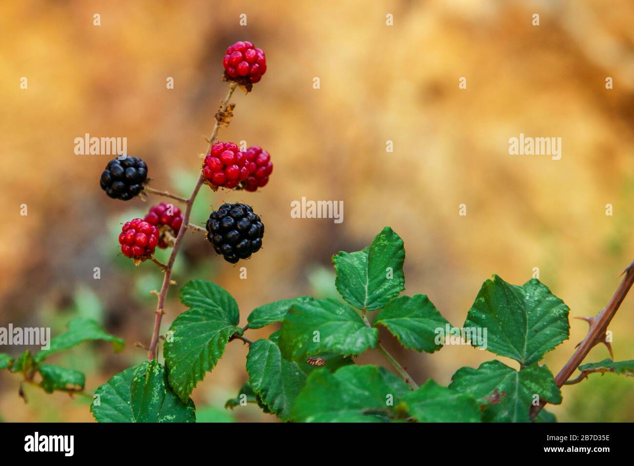 Blackberry fruit branch hi-res stock photography and images - Alamy