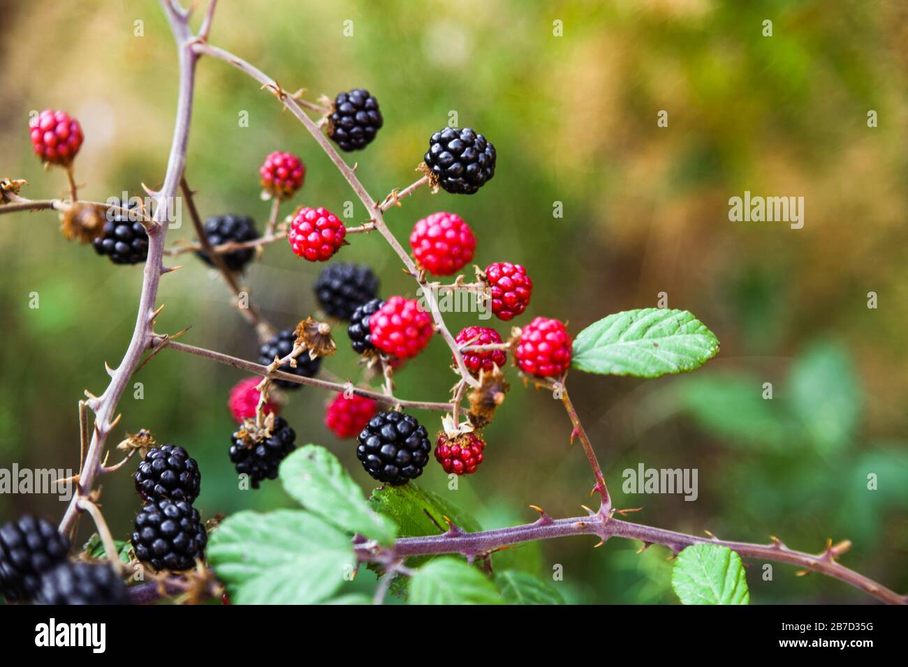 Blackberry fruit branch hi-res stock photography and images - Alamy