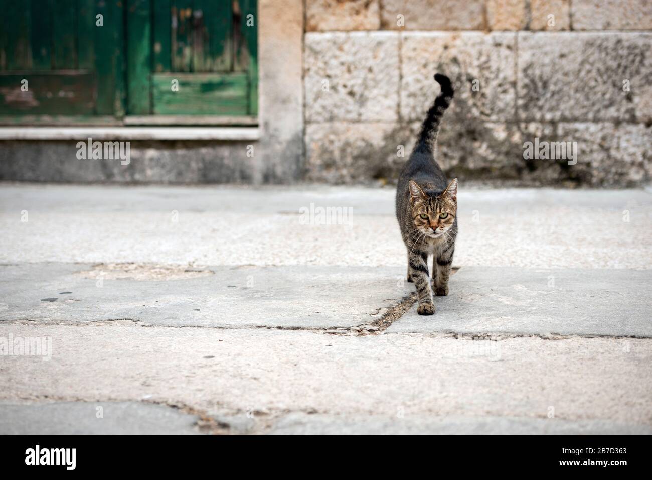 Homeless cat walking city hi-res stock photography and images - Alamy