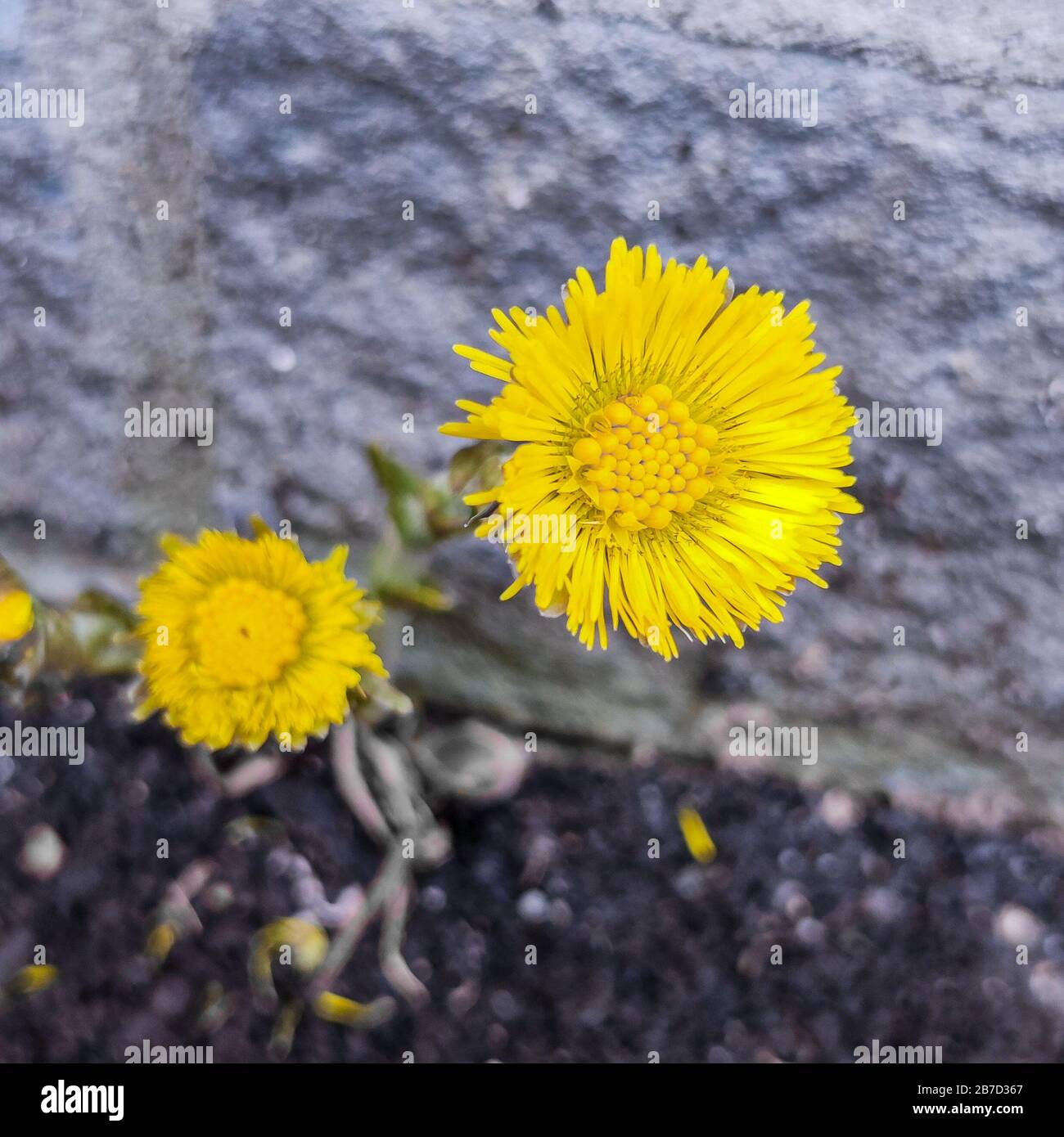 Complex flowers hi-res stock photography and images - Alamy
