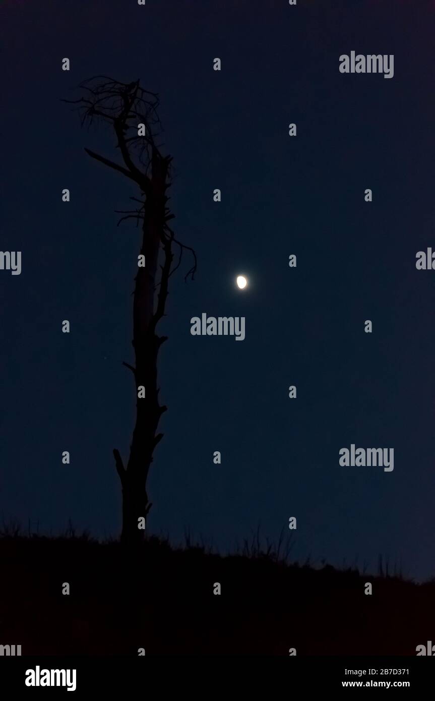 Crescent moon tree silhouette hi-res stock photography and images - Alamy