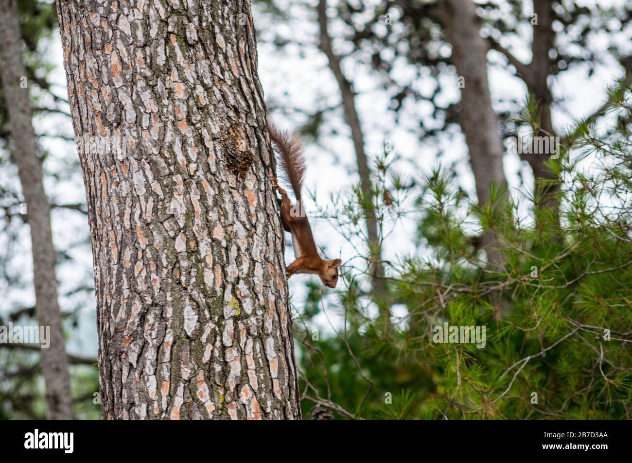 Squirrel jumping from tree tree hi-res stock photography and images - Alamy