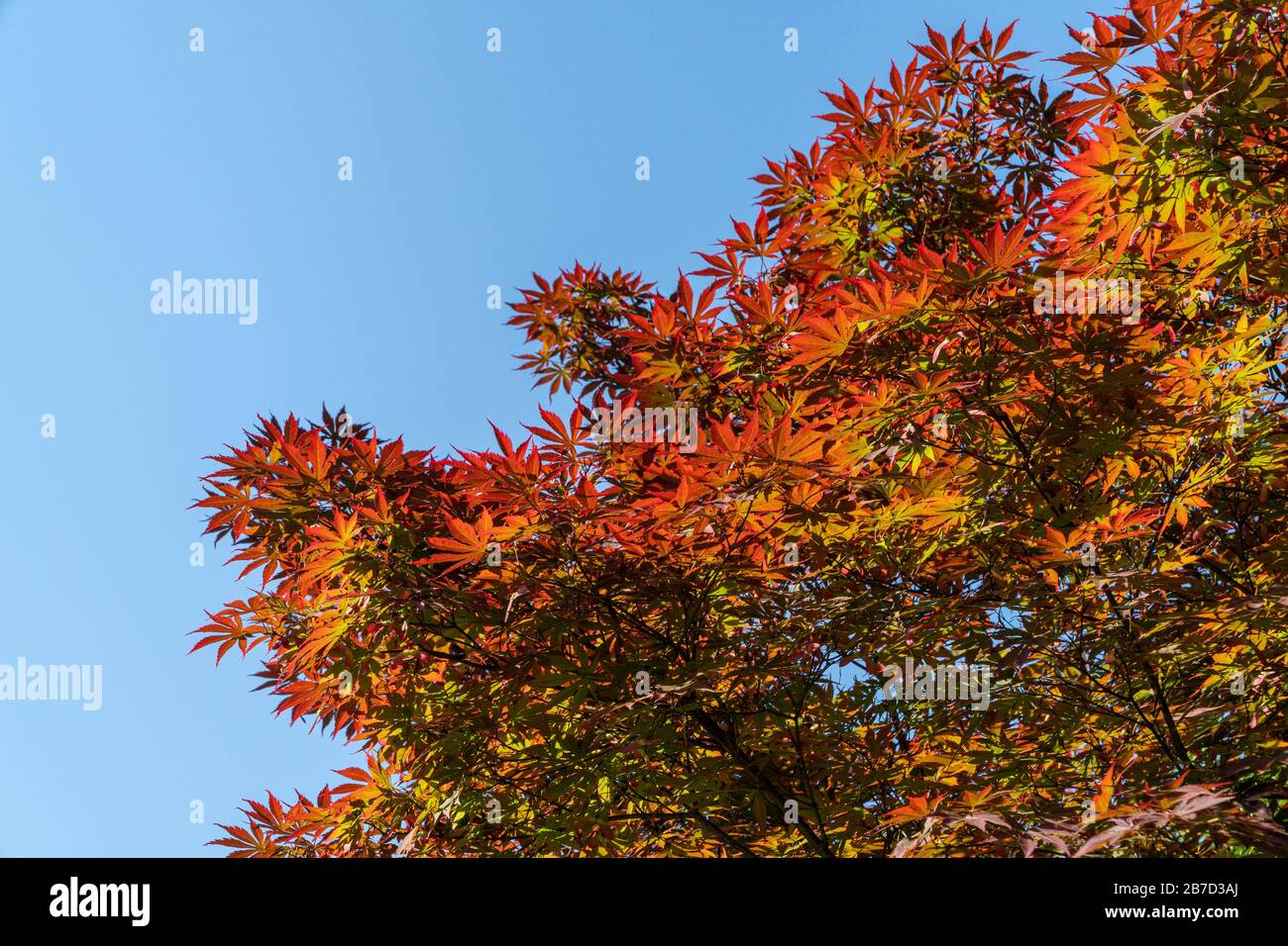 Red Marple trees in front of a blue background during spring time in ...