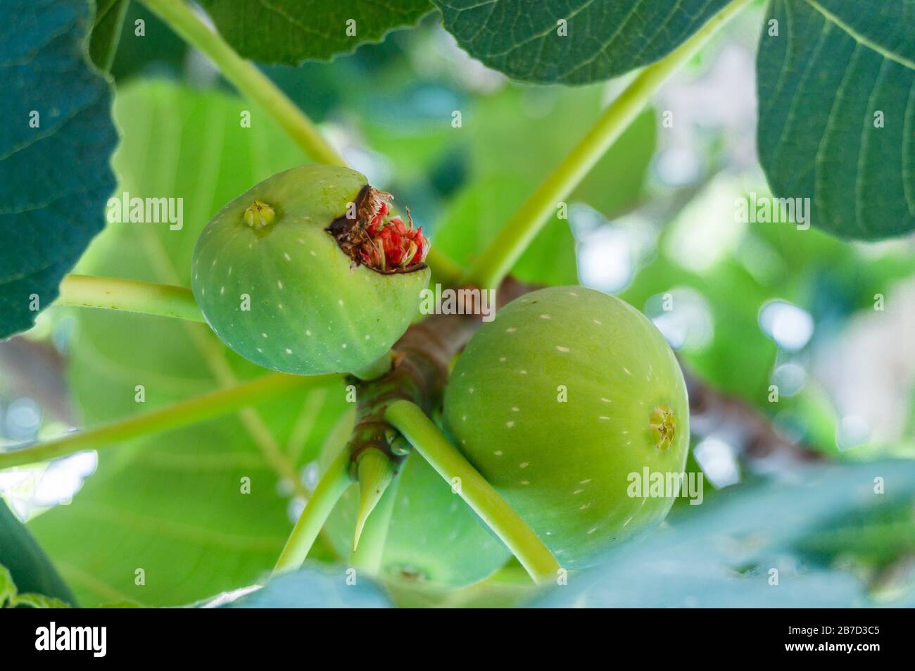 Broken fig looks like a face with a malefic smile Stock Photo - Alamy