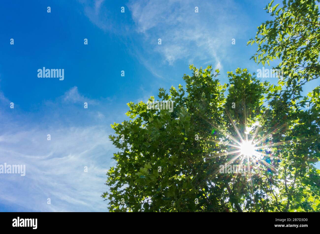 Rays of sun through the leaves of a tree with the blue sky Stock Photo ...