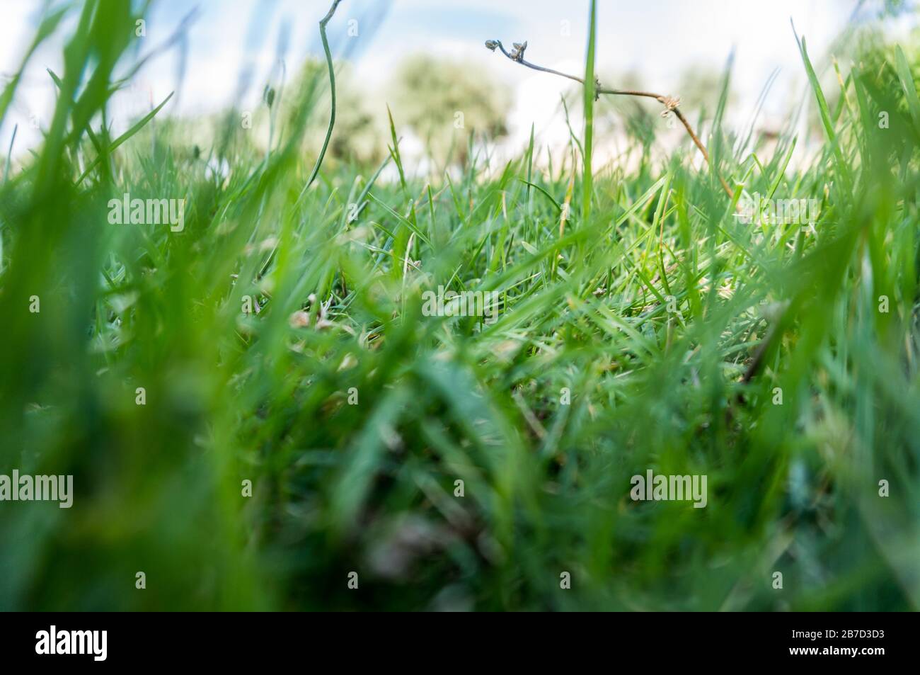 Green grass close up Stock Photo - Alamy